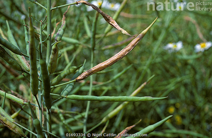Stock photo of Bladder pod midge (Dasineura brassicae) damage to ...