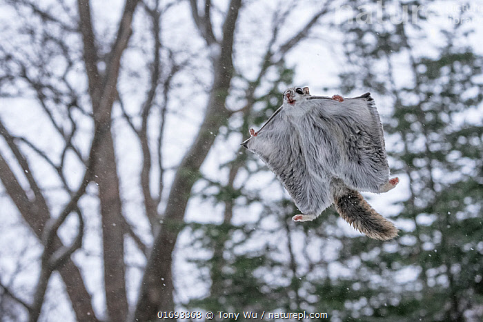 Stock photo of Japanese dwarf flying squirrel (Pteromys volans orii ...