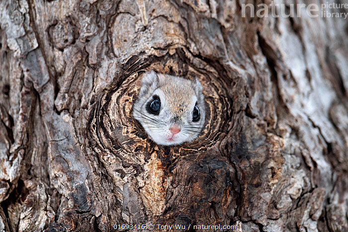 Stock photo of Siberian flying squirrel (Pteromys volans orii) visually ...