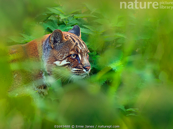 Stock photo of Asian golden cat (Catopuma temminckii) portrait. Captive ...