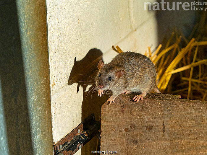 Stock photo of Brown rat (Rattus norvegicus) and shadow in a barn, UK ...