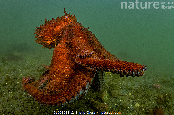 Stock photo of Giant Pacific octopus (Enteroctopus dofleini ...