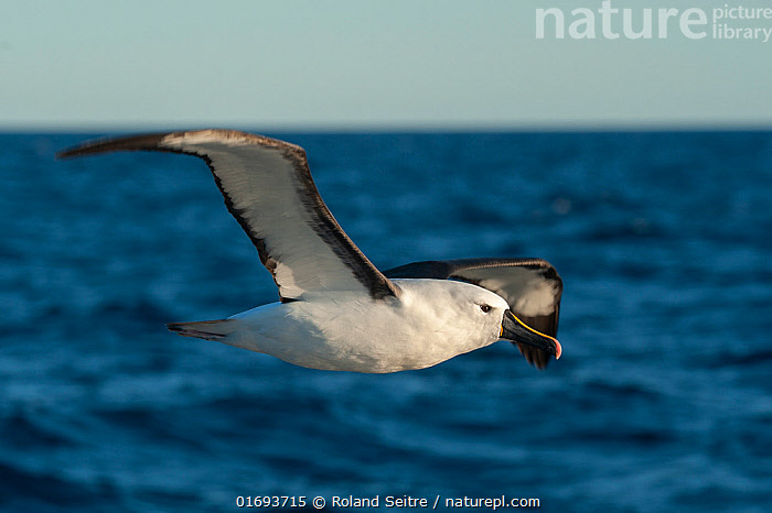 Yellow Nosed Albatross