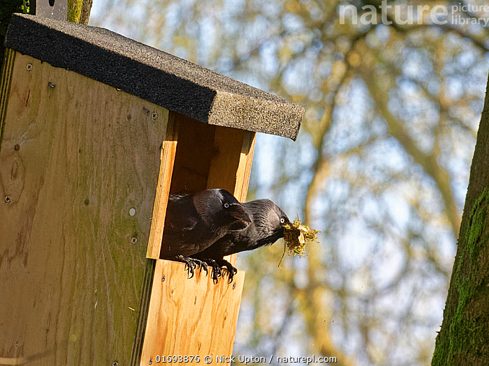 Stock photo of Jackdaw (Corvus monedula) emerging from a nest box ...