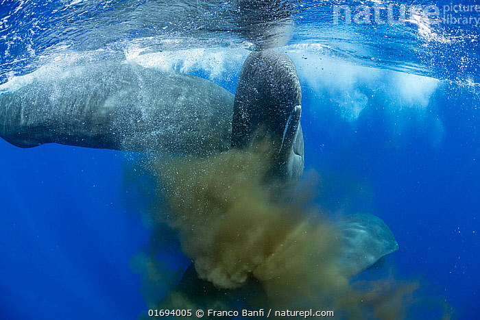 Stock photo of Sperm whale (Physeter macrocephalus) swimming away ...
