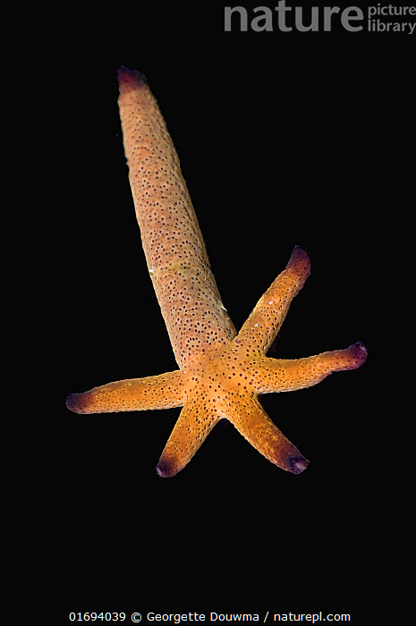 Asexual Reproduction Starfish
