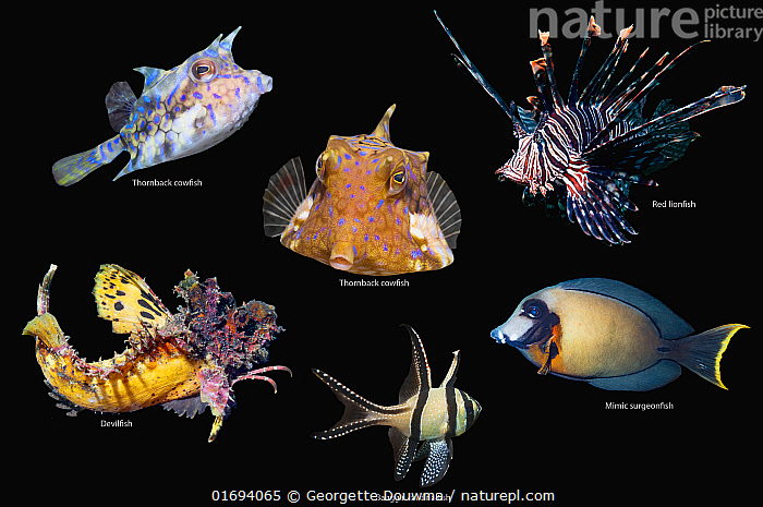 Stock photo of Tropical reef fish composite image on black background ...