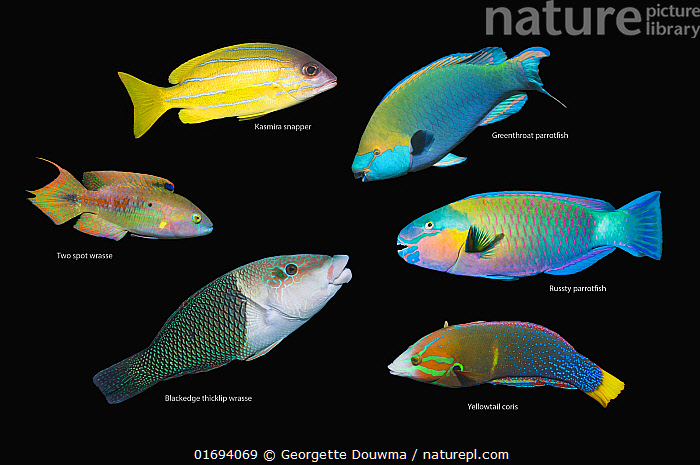 Stock photo of Tropical reef fish composite image on black background ...