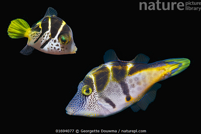 Stock photo of Mimic leatherjacket / Blacksaddle mimic filefish ...