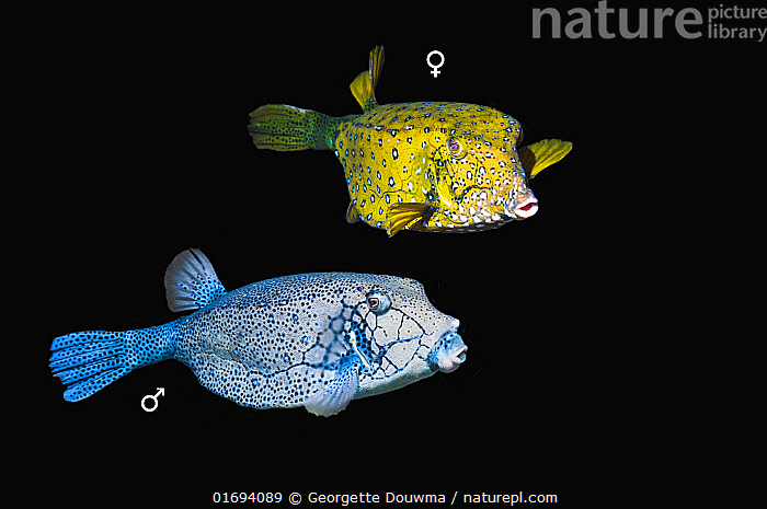 Stock photo of Yellow boxfish / Cube trunkfish (Ostracion cubicus) male ...