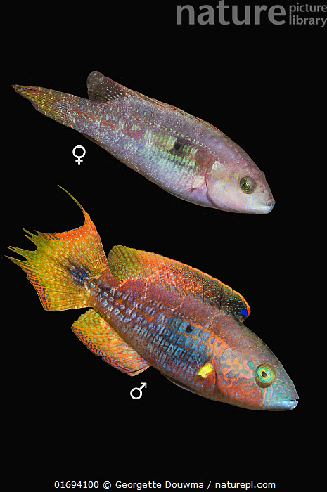 Stock photo of Two spot wrasse (Oxycheilinus bimaculatus) male and ...