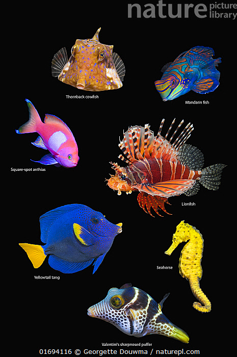 Stock photo of RF - Tropical reef fish, composite image on black ...
