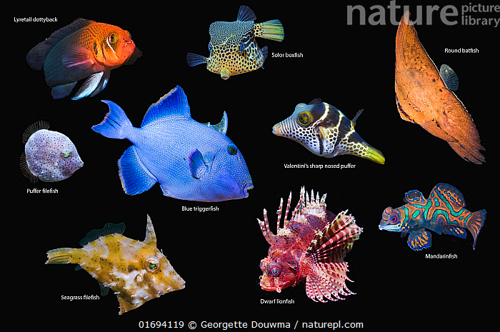 Stock photo of RF - Tropical reef fish, composite image on a black ...