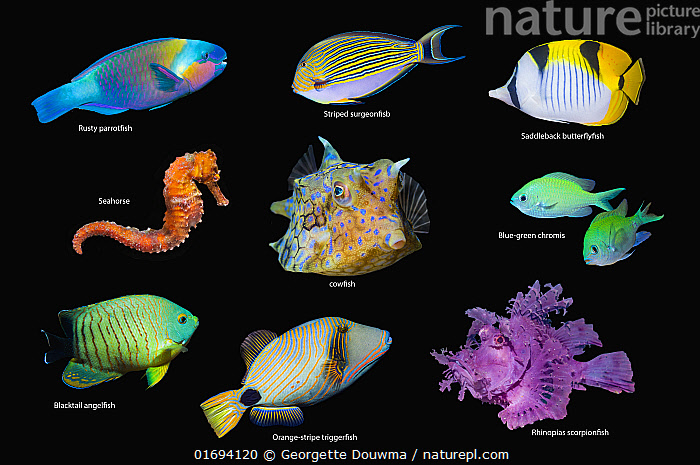 Stock photo of RF - Composite image of tropical reef fish on a black ...