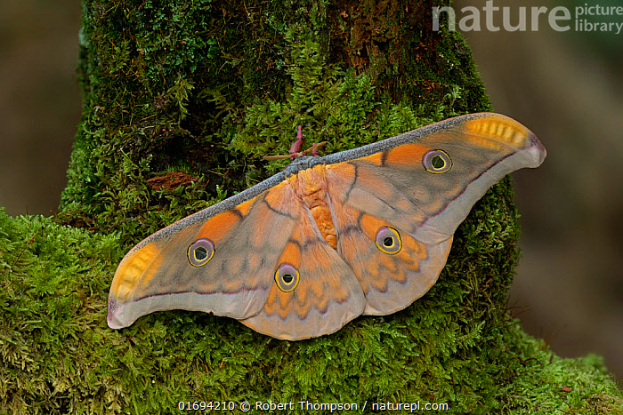 Stock photo of Thai oak silkmoth (Antheraea frithi) resting on a mossy ...