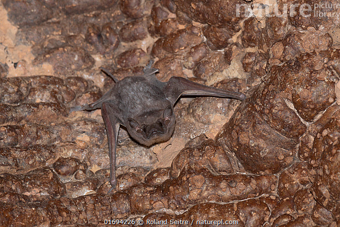 Stock photo of Mauritian tomb bat (Taphozous mauritianus) on a cave ...
