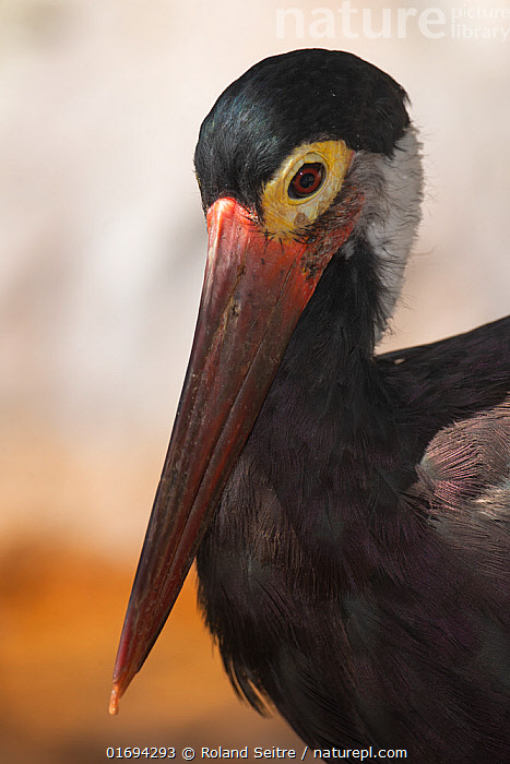 Stock photo of Storm stork (Ciconia stormi) portrait. Captive bird ...