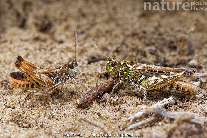Stock photo of Male Mottled grasshopper (Myrmeleotettix maculatus ...