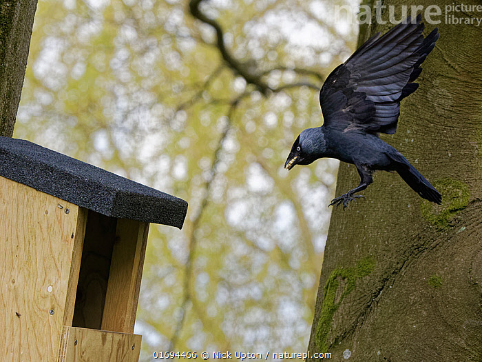 Stock photo of Jackdaw (Corvus monedula) returning to nest box on a ...