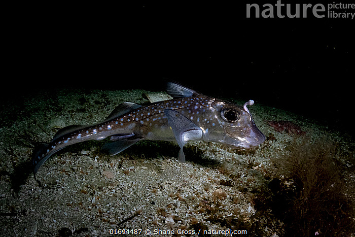 Stock photo of Male Spotted ratfish (Hydrolagus colliei) in the deep ...
