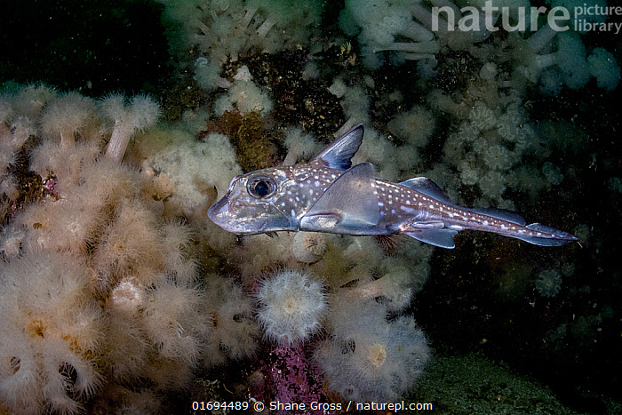 Ratfish Size Ratfish Hi Res Stock Photography And Images Alamy