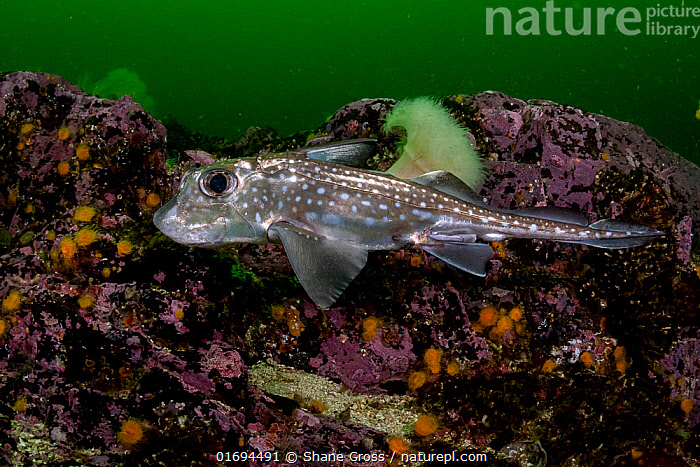 Stock photo of Male Spotted ratfish (Hydrolagus colliei) in the deep ...
