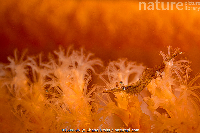 Stock photo of Elegant coastal shrimp (Heptacarpus decorus) on Orange ...