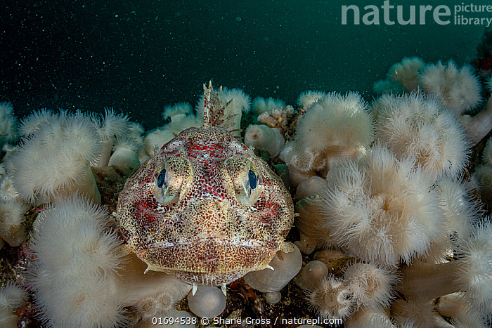 Stock photo of Red Irish lord fish (Hemilepidotus hemilepidotus) hiding ...