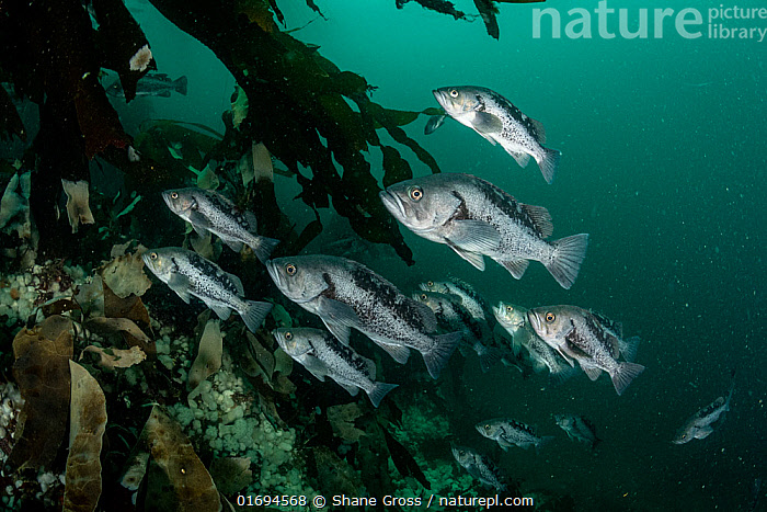 Stock photo of School of Black rockfish (Sebastes melanops) sheltering ...
