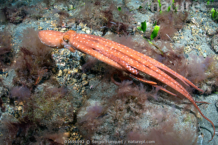 Stock photo of Atlantic white-spotted octopus (Octopus macropus ...
