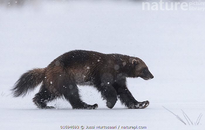 Stock photo of Wolverine (Gulo gulo) walking through snow covered ...