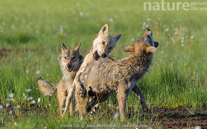 Stock photo of Alpha male Grey wolf (Canis lupus) biting angry young ...
