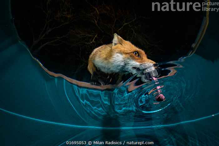 Stock photo of Female Red fox (Vulpes vulpes) drinking water from a ...