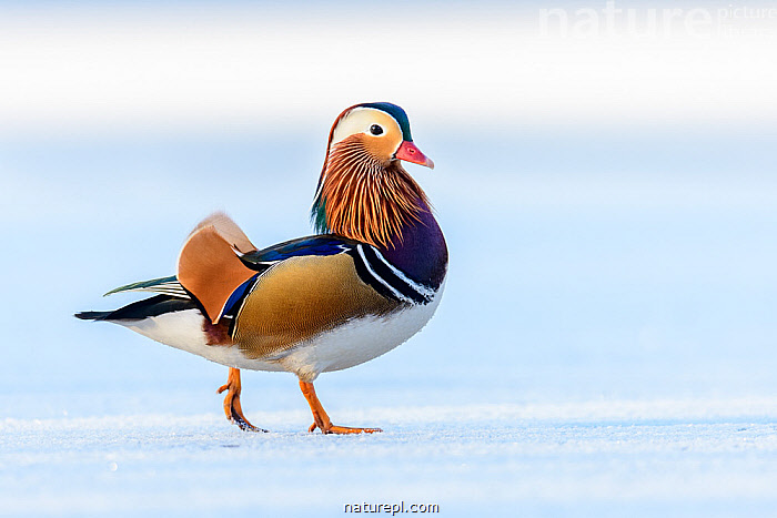 Stock photo of Mandarin duck (Aix galericulata) drake walking on snow ...