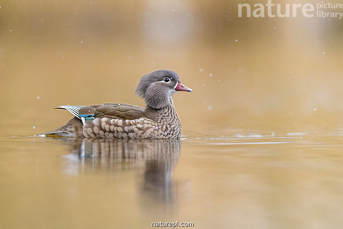 Stock photo of Female Mandarin duck (Aix galericulata) swimming on pond ...
