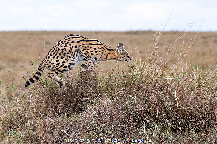 Stock photo of Female Serval (Leptailurus serval) leaping four meters ...