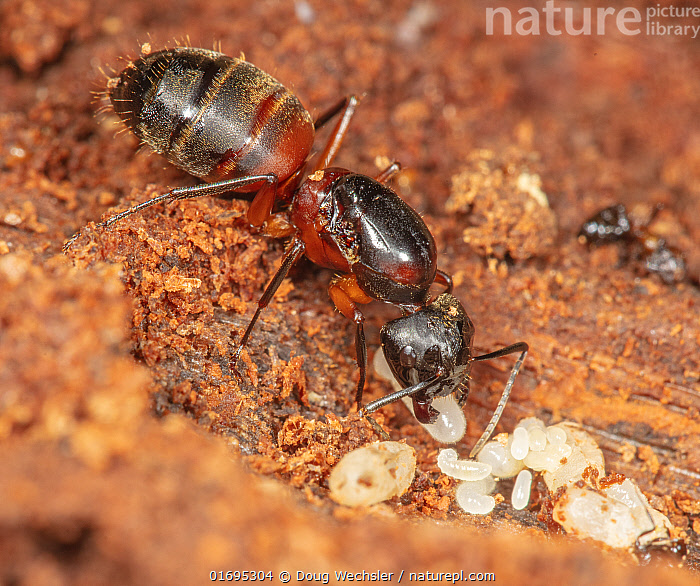 Carpenter Ant Larvae Carpenter Ants | Ohioline
