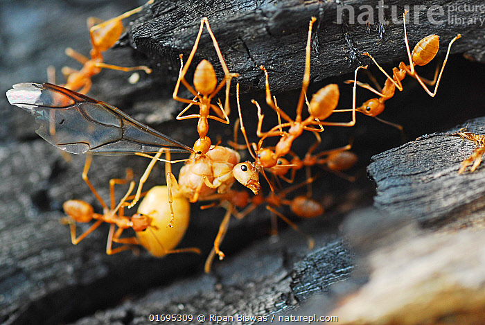 Stock photo of Asian weaver ant (Oecophylla smaragdina), worker ants ...