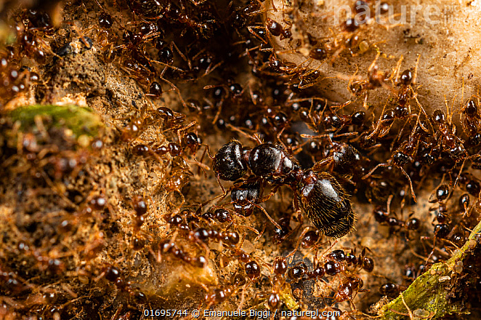 Stock photo of Ant colony (Pheidole pallidula) queen among workers and ...