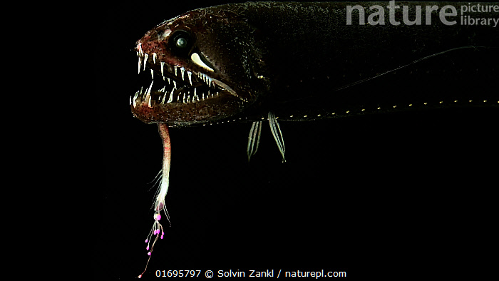 Barbeled Dragonfish