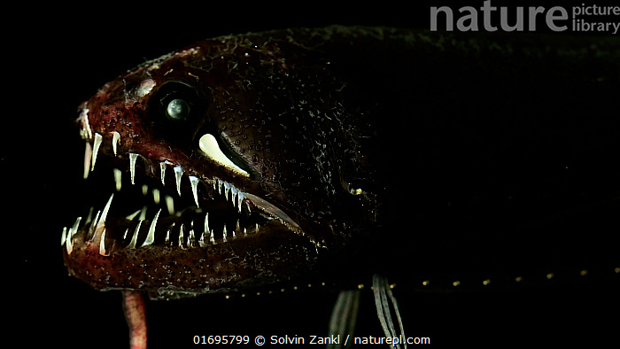 Barbeled Dragonfish