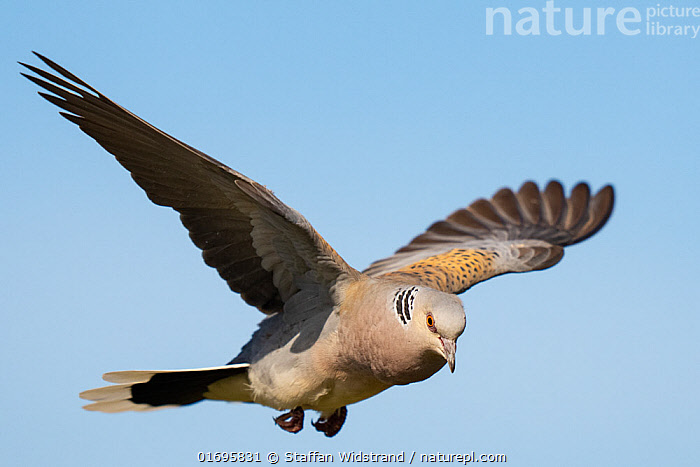 Turtle Dove Flying