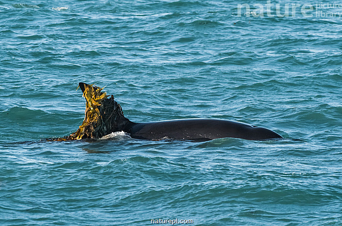 Stock photo of Killer whale / Orca (Orcinus orca) with dorsal fin ...
