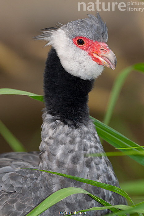 Stock photo of Northern Screamer (Chauna chavaria) portrait, Cali ...