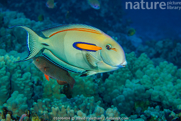 Stock photo of Orangeband surgeonfish (Acanthurus olivaceus) with ...