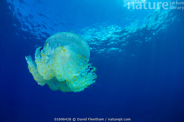 Stock photo of Crowned jellyfish / Cauliflower jellyfish (Cephea cephea ...