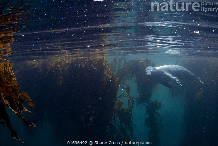 Stock photo of Leopard seal (Hydrurga leptonyx) swimming underwater ...