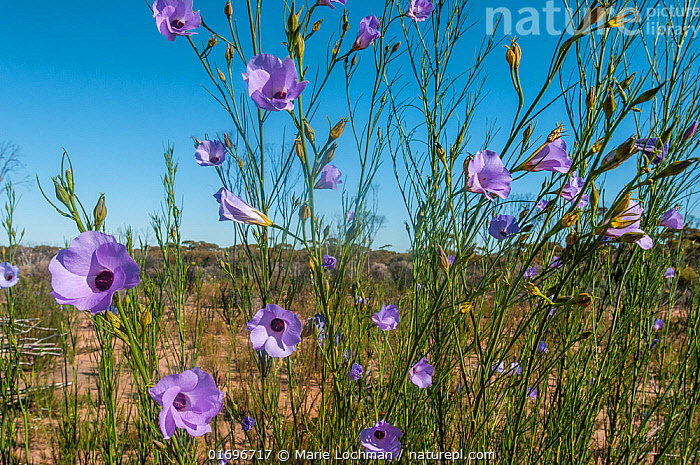 Stock photo of Native hibiscus (Alyogyne hakeifolia) flowers, Peak ...
