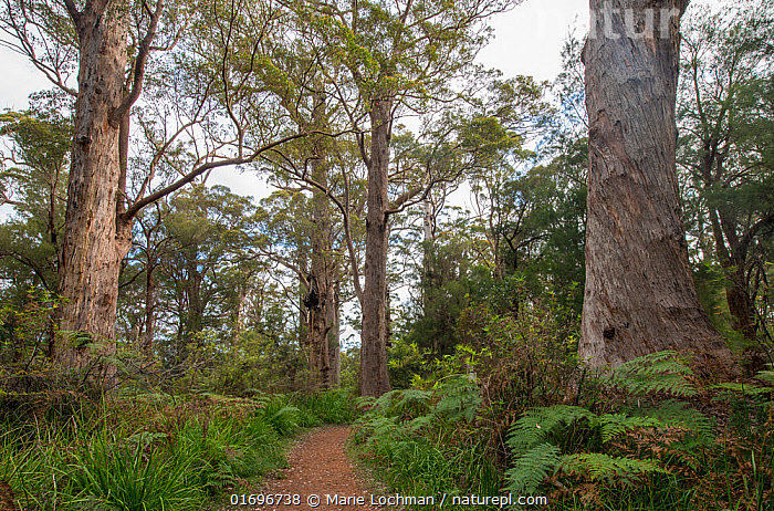 Stock photo of The Giant Tingle tree Walk Trail with huge Red Tingle ...