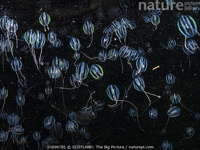 Stock photo of A bloom of Sea goosberries (Pleurobrachia pileus ...